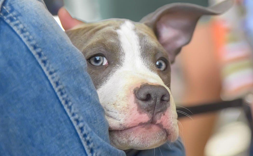 Rescue Match – Rescue Match